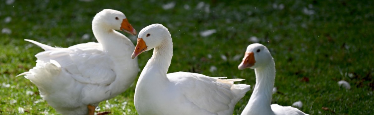 Die Wörter des Jahres! | kronehit