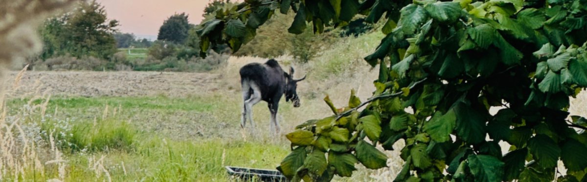 Emil der Elch | kronehit