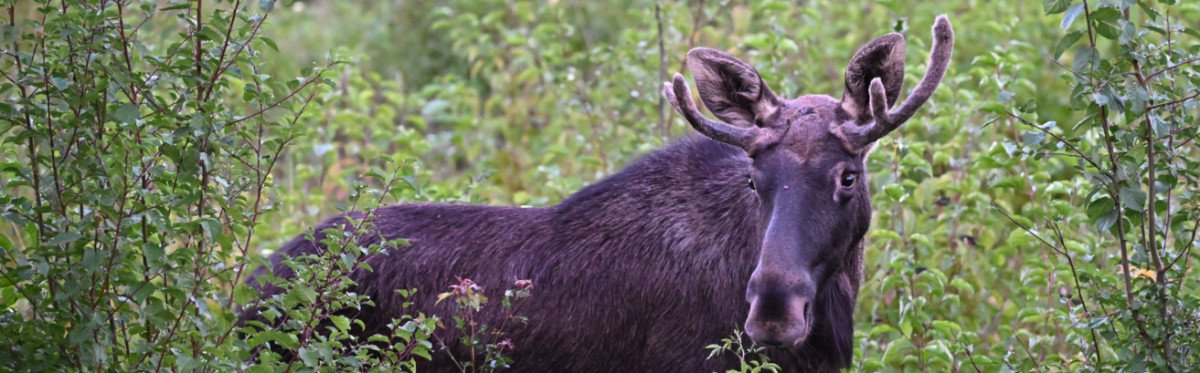 "Elch Emil" Wort des Jahres | kronehit