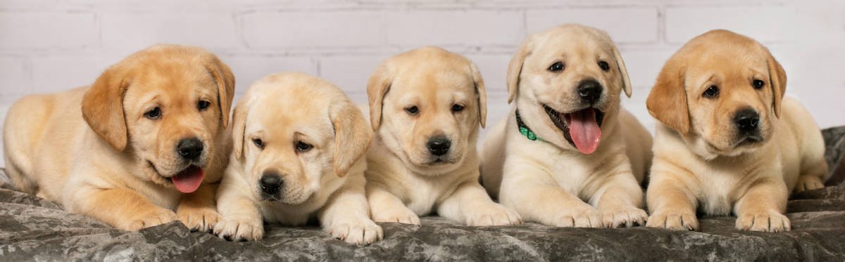Hunde erkennen Welpenwinseln | kronehit