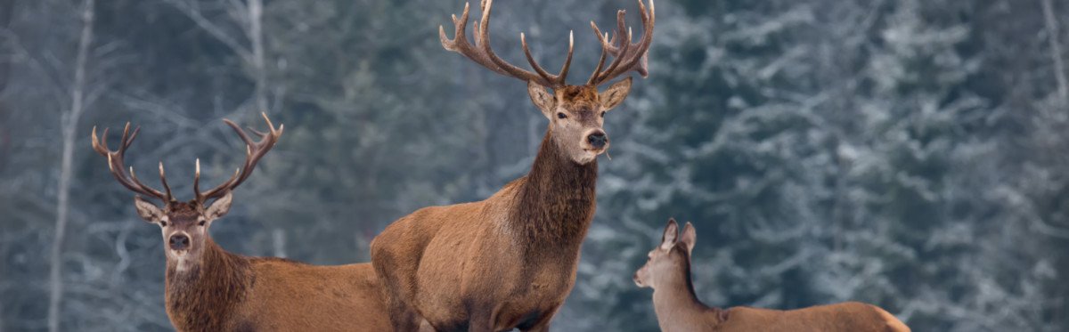 5 Hirsche gerettet! | kronehit