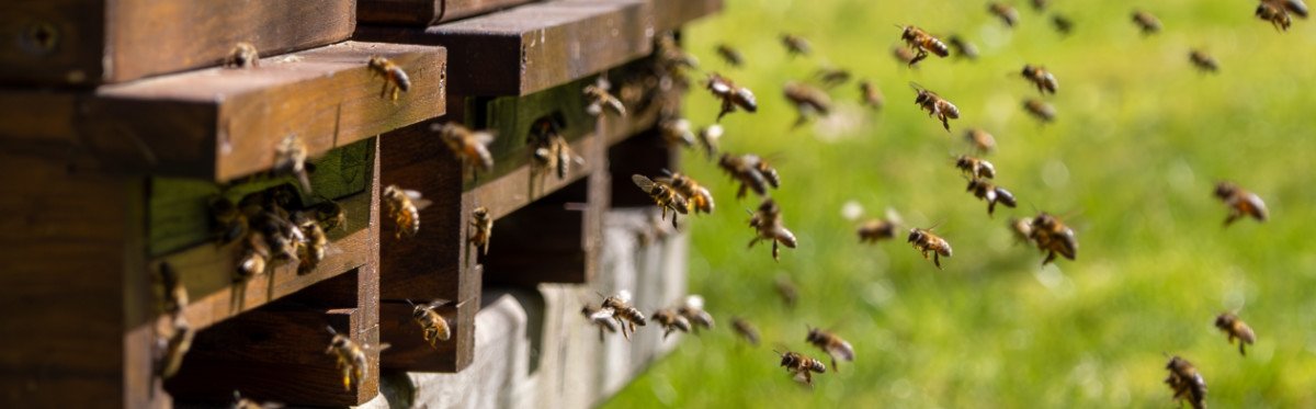Ktn: Bär plündert Bienenstock | kronehit