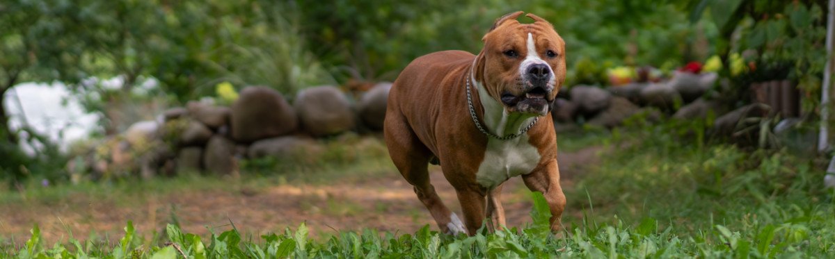 Pitbull tötet Bub (2) | kronehit